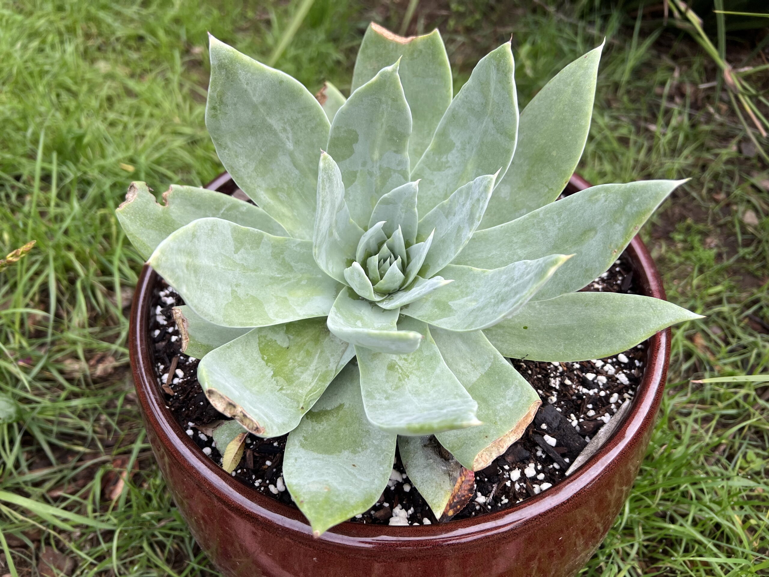 Dudleya brittonii | Technobabble